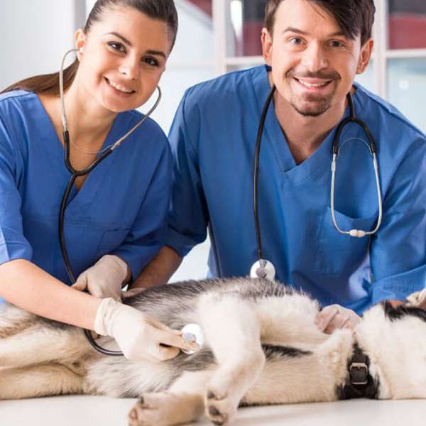 About VSOB – VSOB W.L.L – Veterinary Clinic